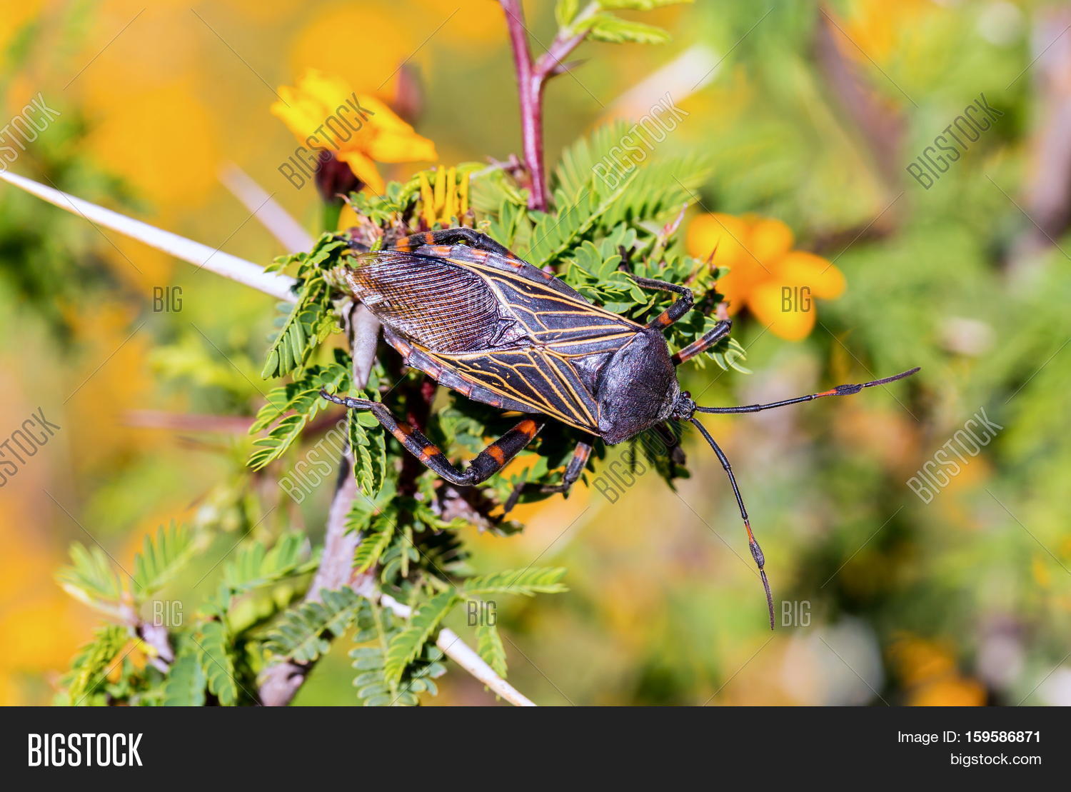 Deadly Kissing Bug Image & Photo (Free Trial) | Bigstock