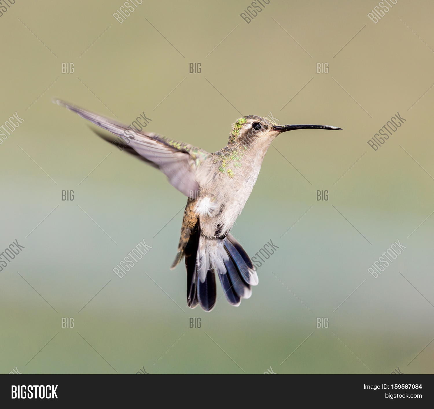 Female Broad Billed Image & Photo (Free Trial) | Bigstock
