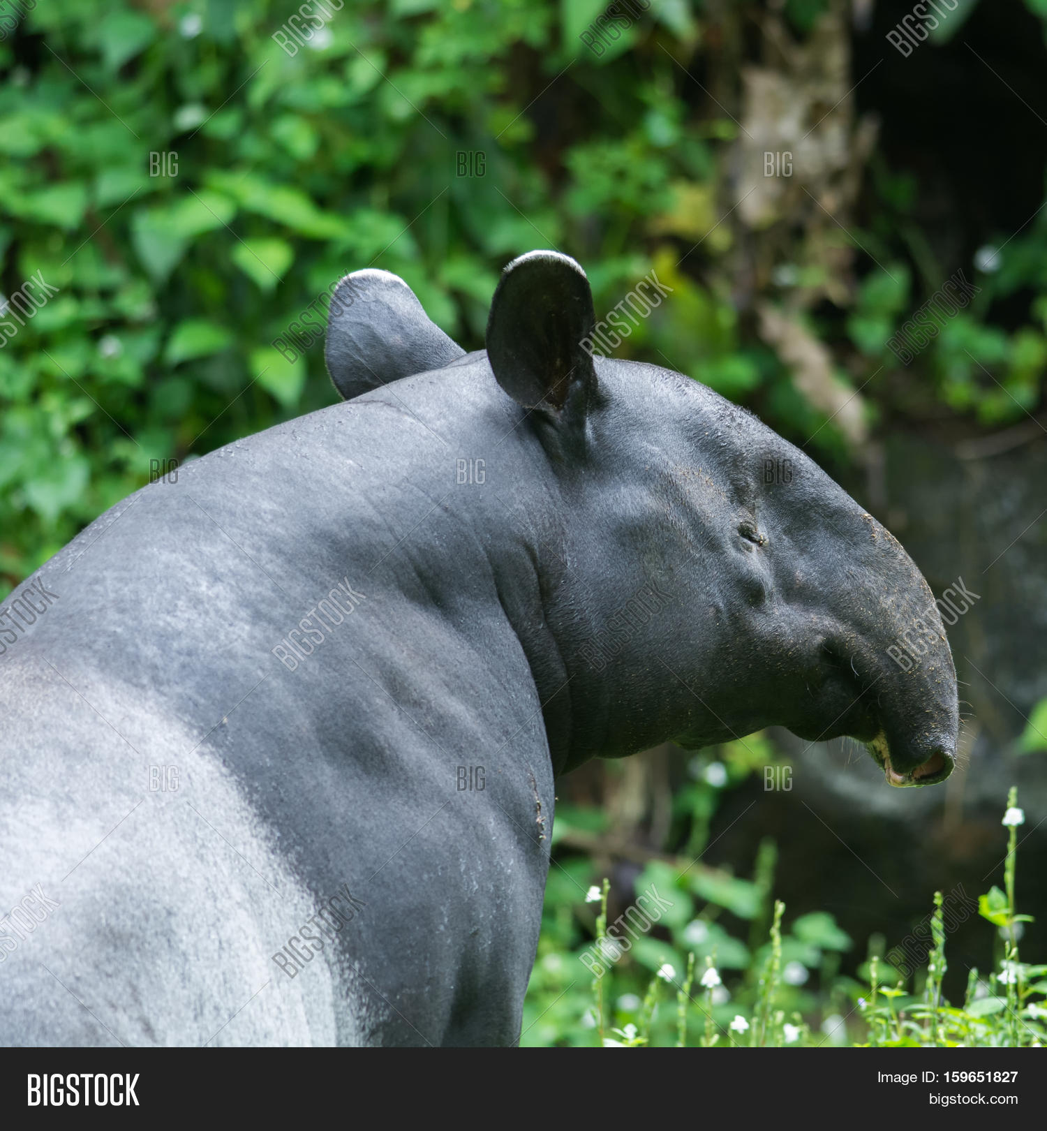 Tapir Tapir Tapir Image & Photo (Free Trial) | Bigstock