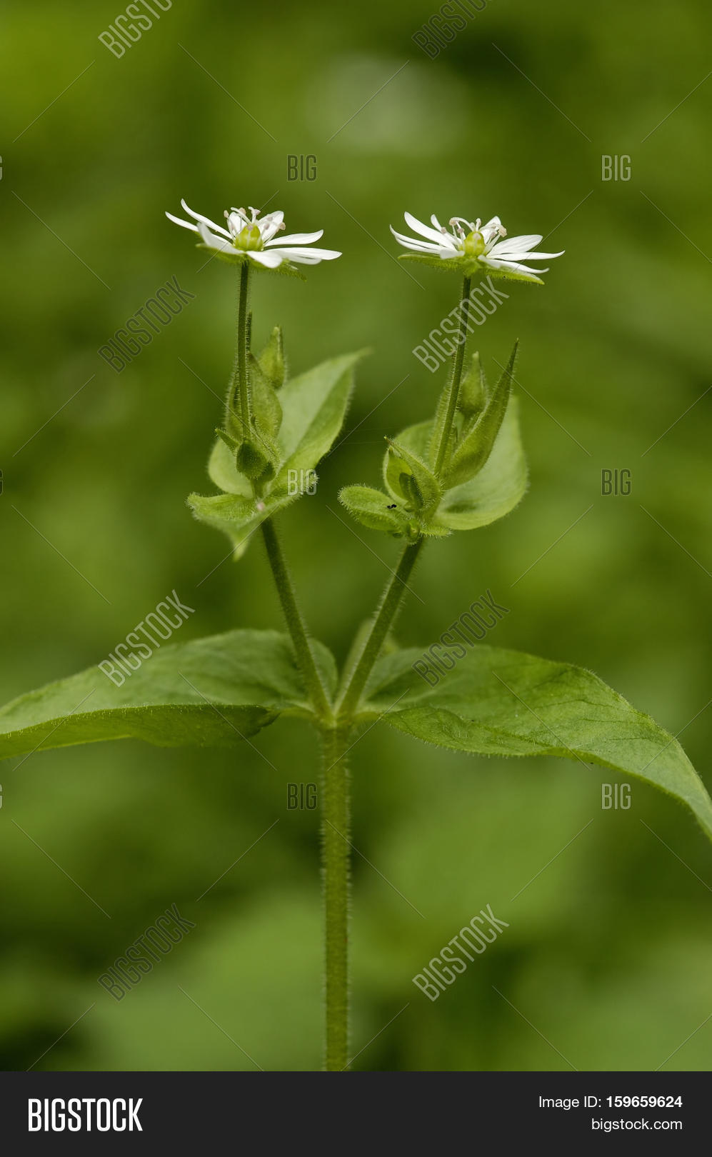 Water Chickweed - Image & Photo (Free Trial) | Bigstock