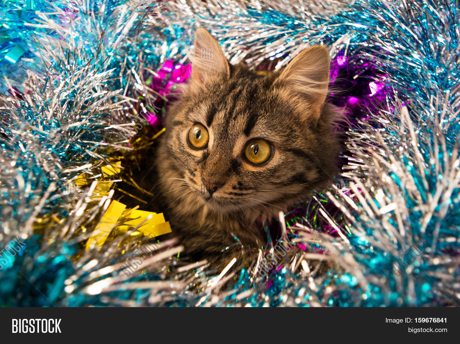 Beautiful Cat Looking Image & Photo (Free Trial) | Bigstock