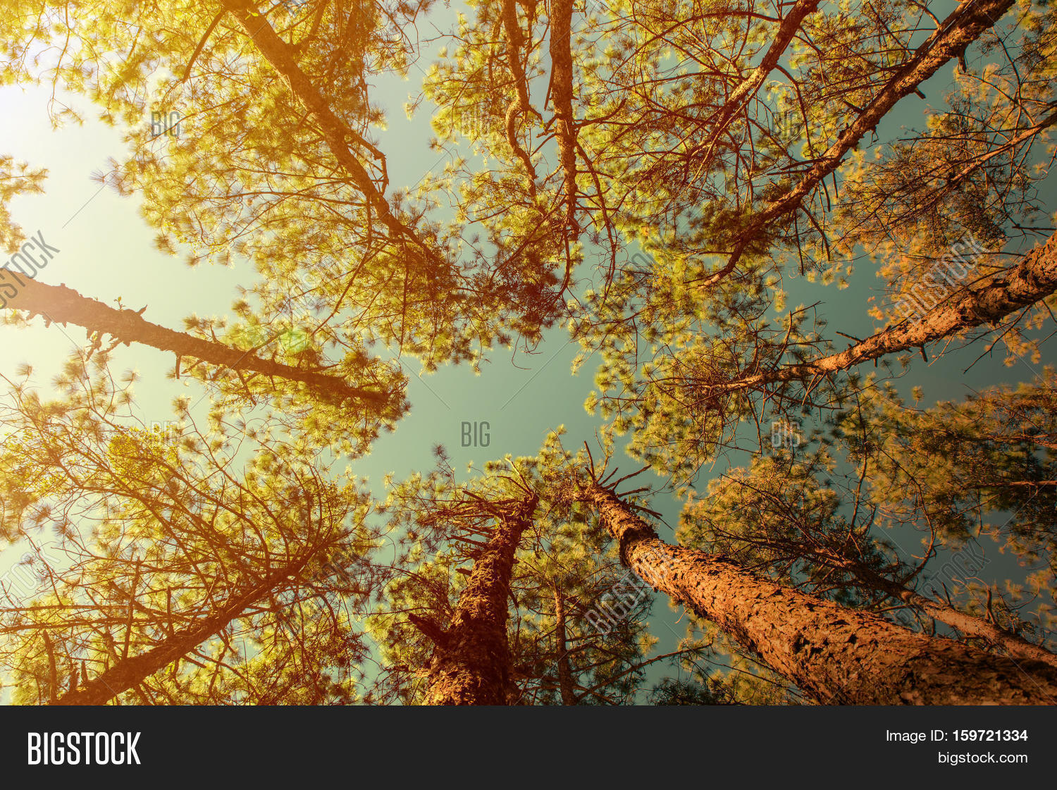 Canopy Tall Pine Trees Image & Photo (Free Trial) | Bigstock