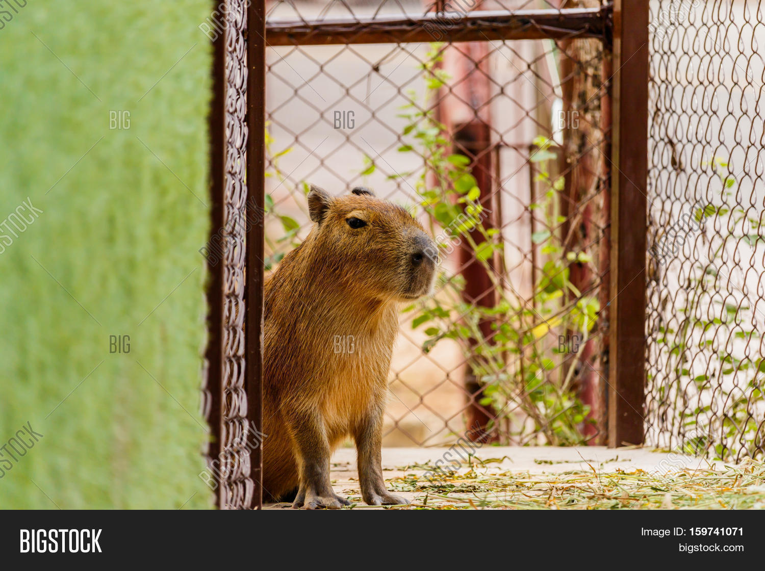 Big Capybara ( Image & Photo (Free Trial) | Bigstock