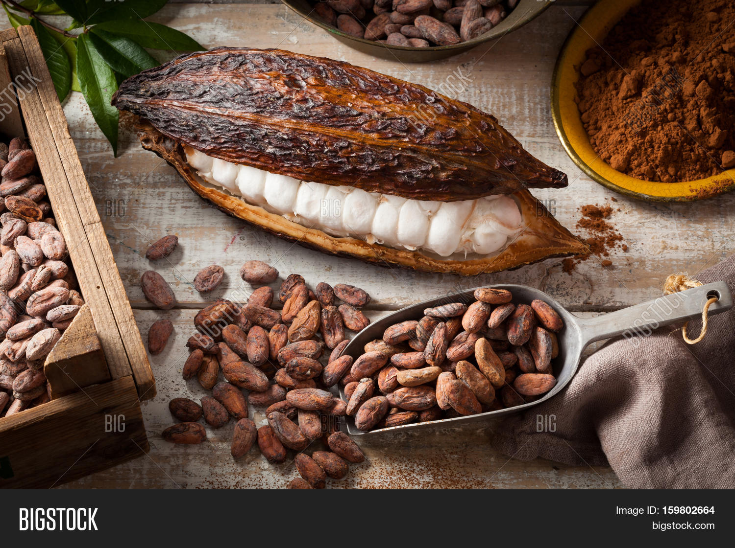Cocoa Beans Cocoa Pod Image & Photo (Free Trial) | Bigstock