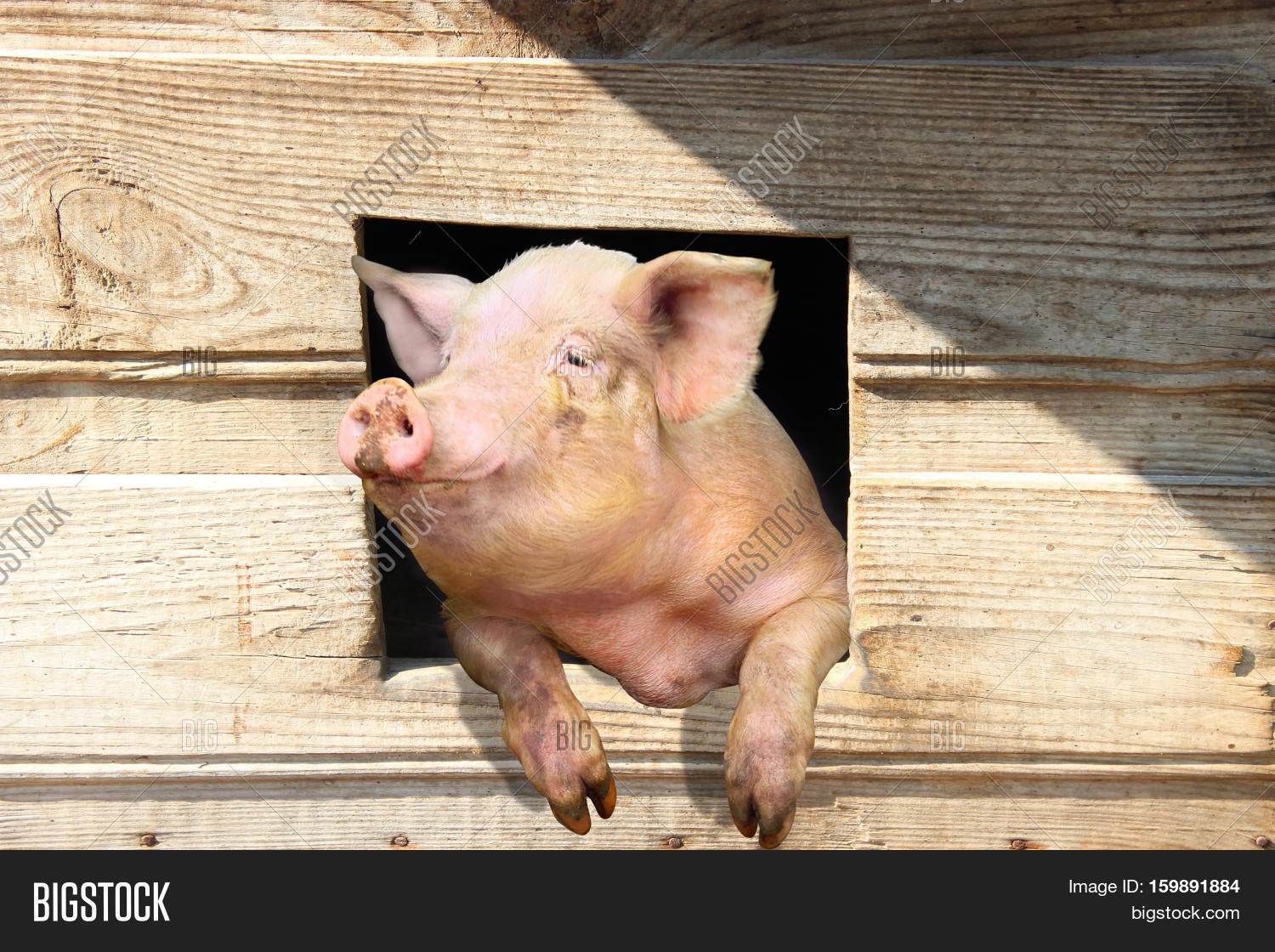Pig Looks Out Window Image & Photo (Free Trial) | Bigstock