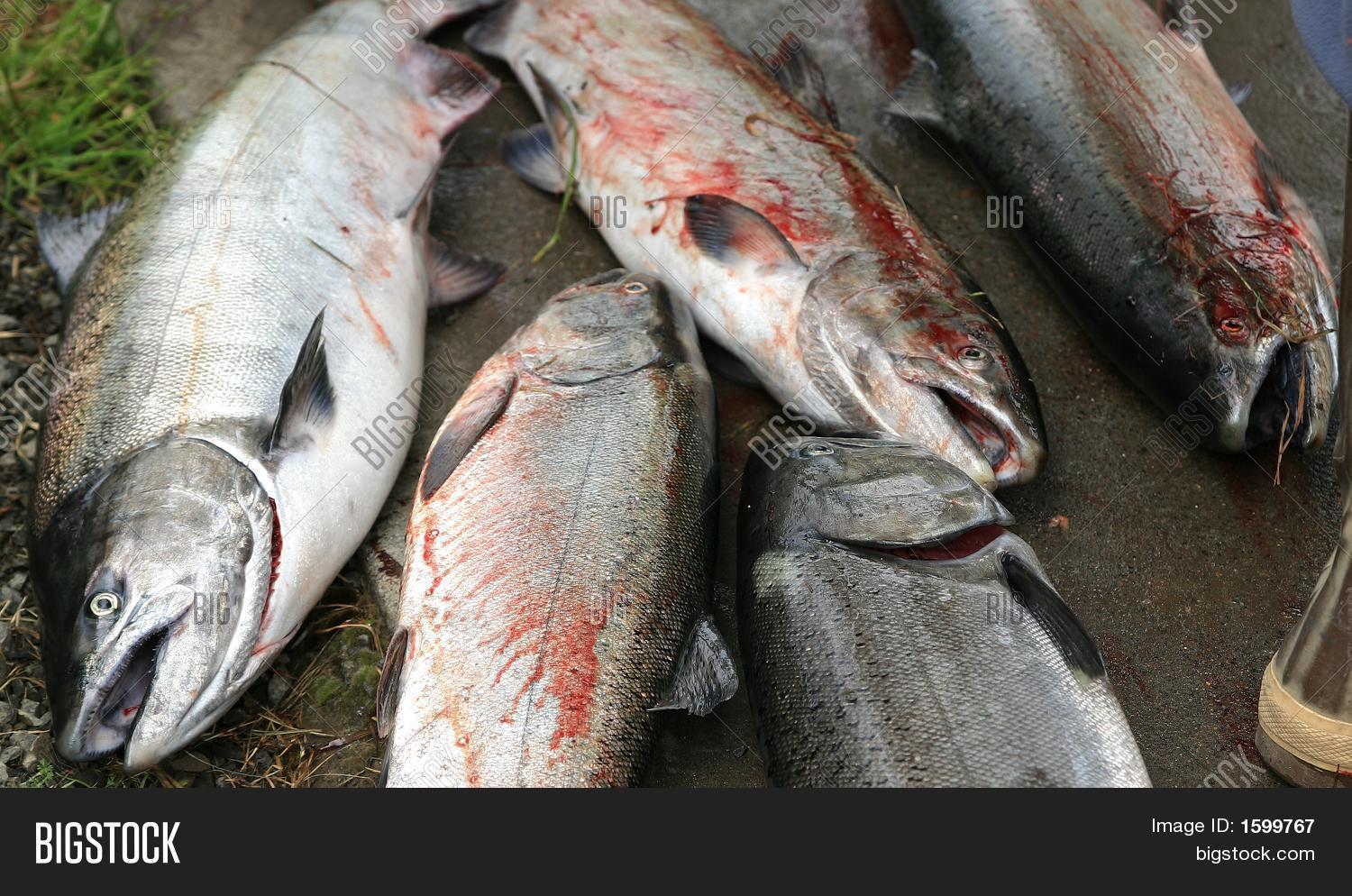 Summer Salmon Catch Image & Photo (Free Trial) | Bigstock