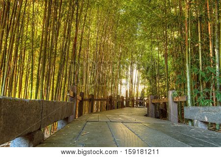Bamboo Path Thick Image & Photo (Free Trial) | Bigstock