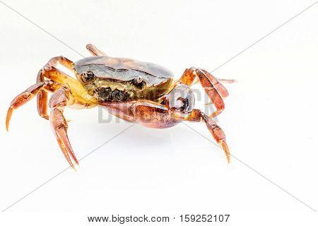 Close Freshwater Crabs Image & Photo (Free Trial) | Bigstock