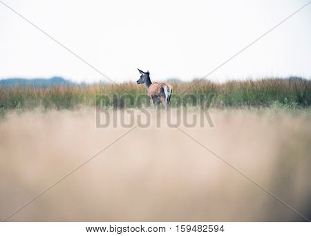 Rear View Red Deer Doe Image & Photo (Free Trial) | Bigstock