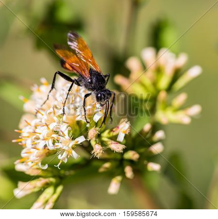 Great Golden Digger Image & Photo (Free Trial) | Bigstock