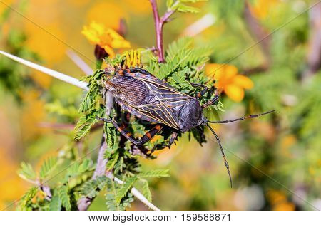 Deadly Kissing Bug Image & Photo (Free Trial) | Bigstock
