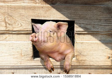 Pig Looks Out Window Image & Photo (Free Trial) | Bigstock