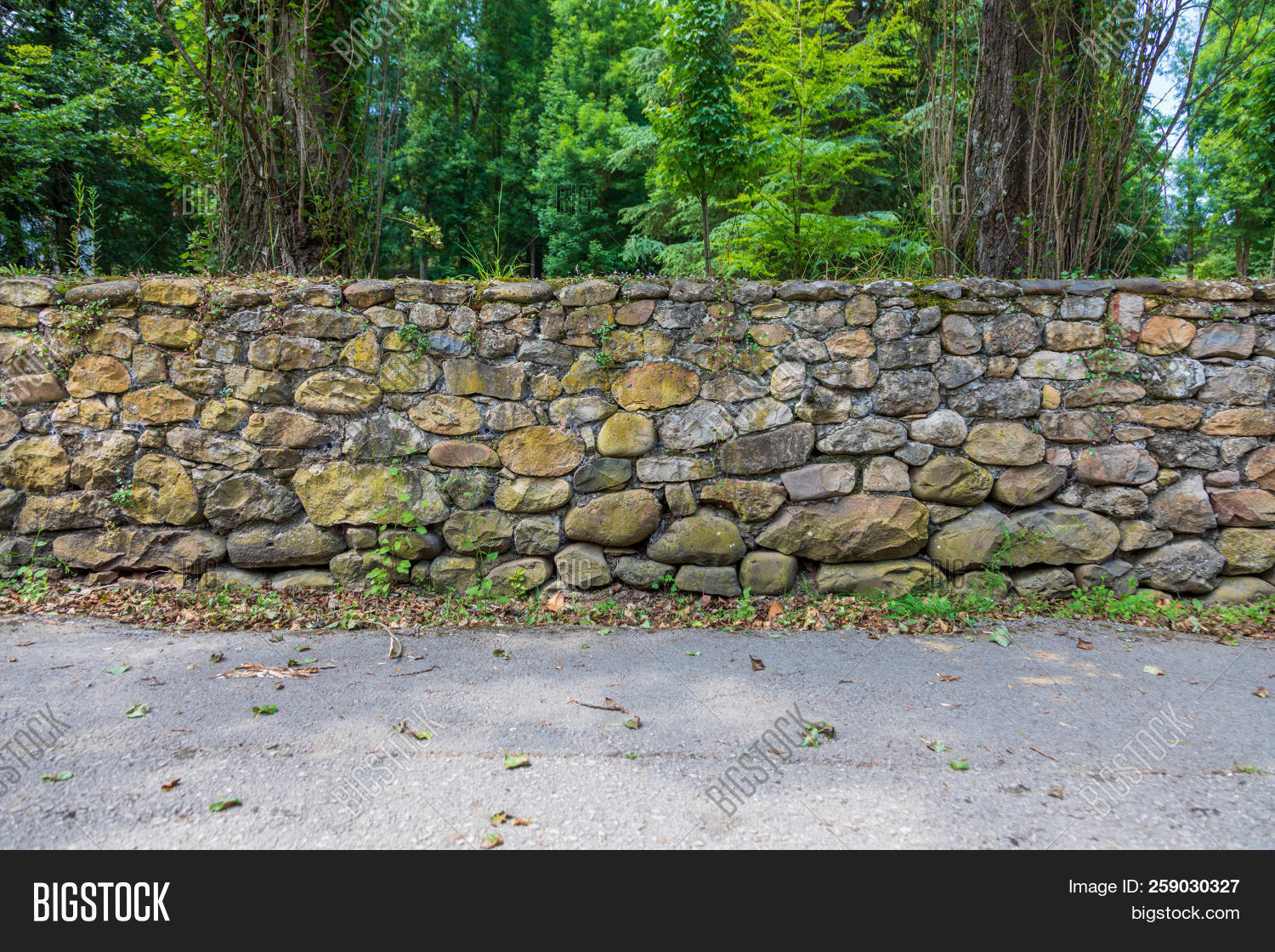 Forest Path Old Stone Image & Photo (Free Trial) | Bigstock