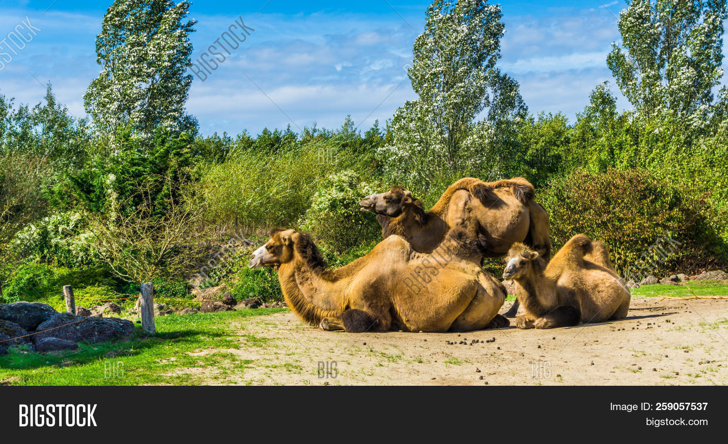 Group Camels Double Image & Photo (Free Trial) | Bigstock