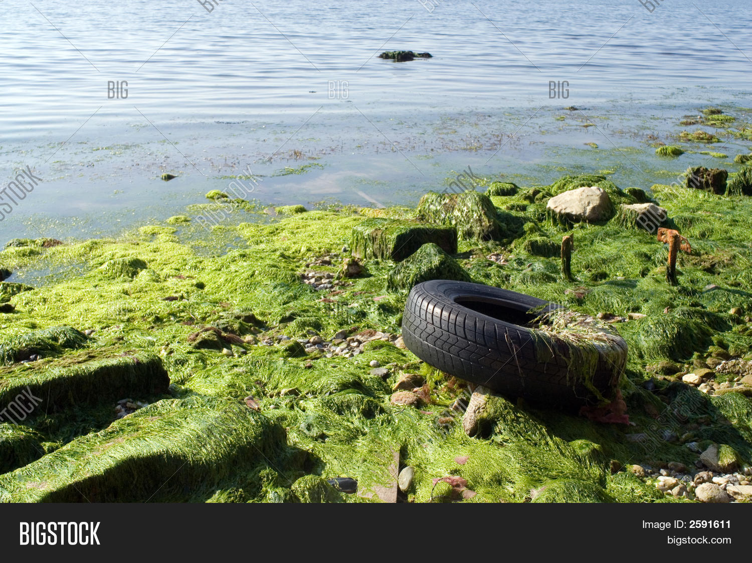 Garbages Seaside Sea Image & Photo (Free Trial) | Bigstock