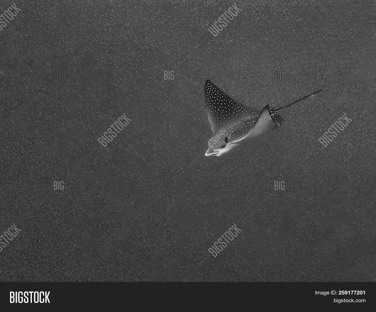 Spotted Eagle Ray Image & Photo (Free Trial) | Bigstock