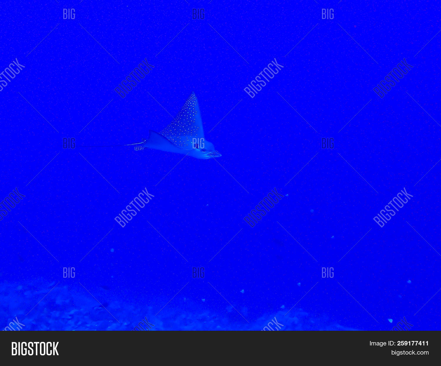 Spotted Eagle Ray Fish Image & Photo (Free Trial) | Bigstock