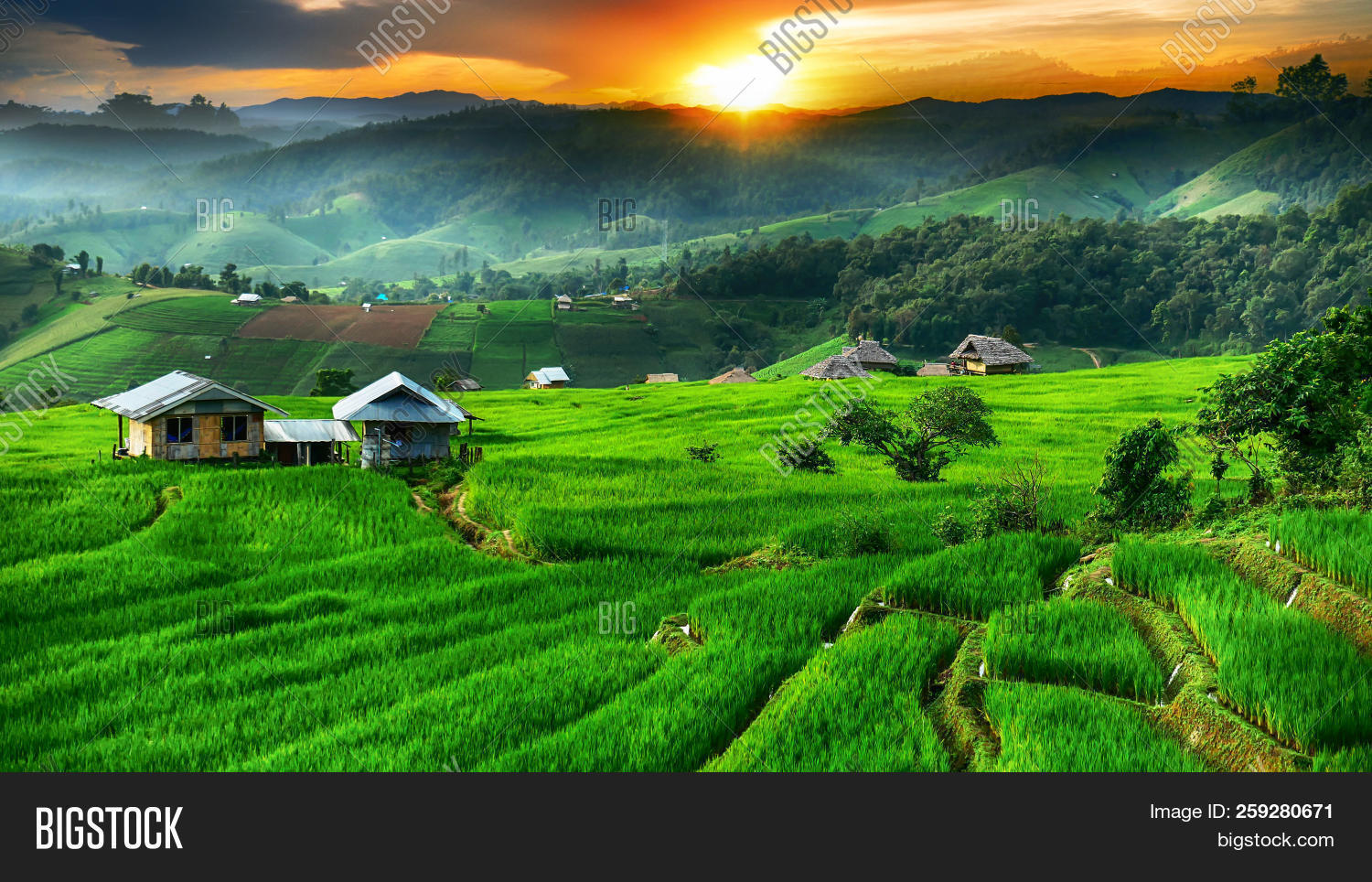 Landscape Paddy Image & Photo (Free Trial) | Bigstock