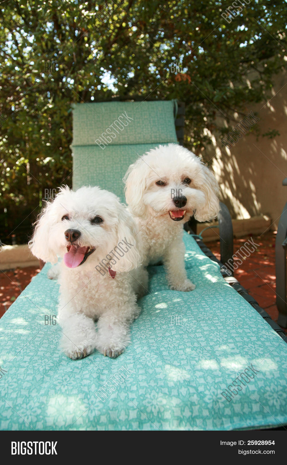 Beautiful Pure Breed Image & Photo (Free Trial) | Bigstock
