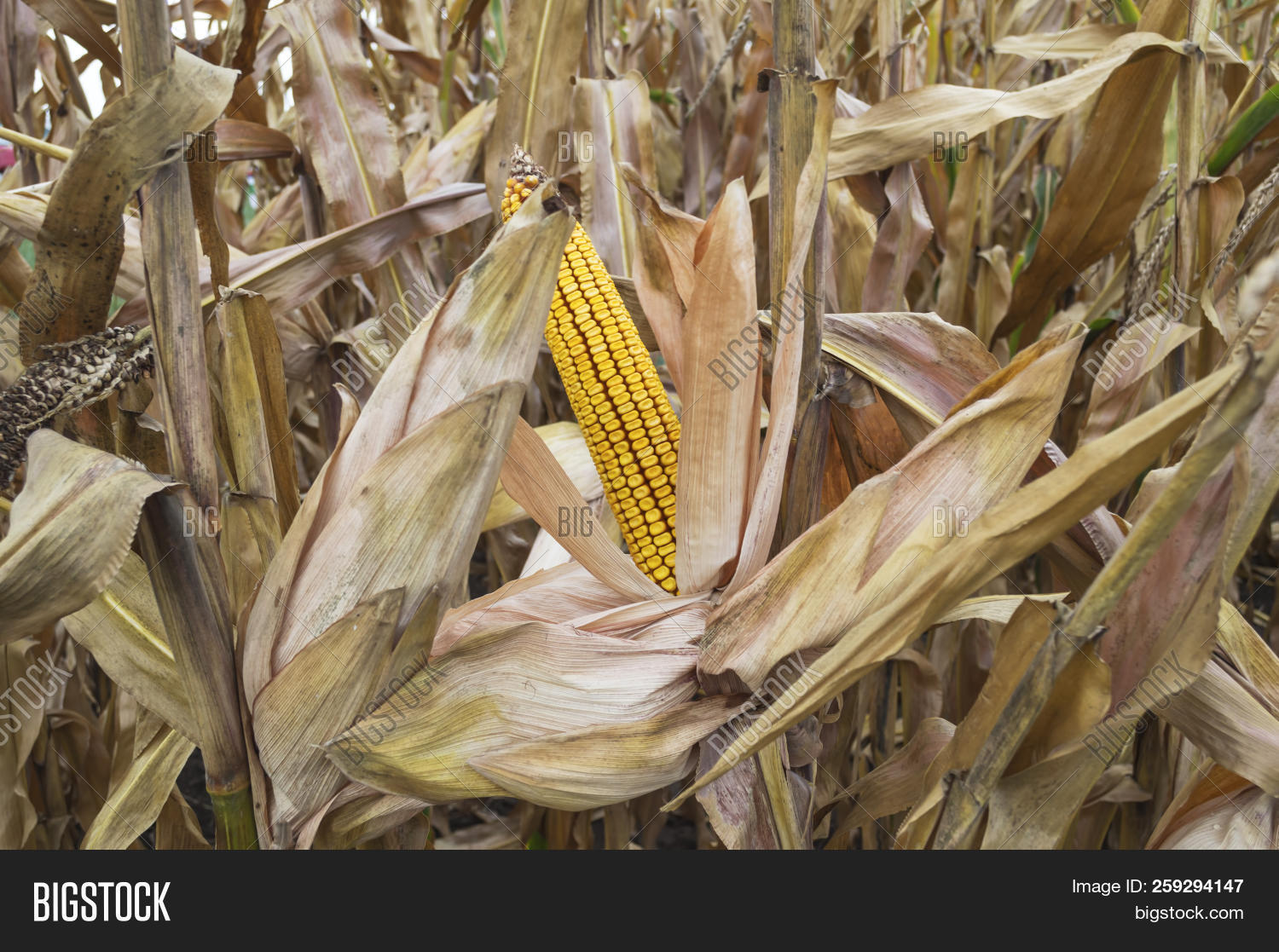 Ripe Maize Ear Image & Photo (Free Trial) | Bigstock