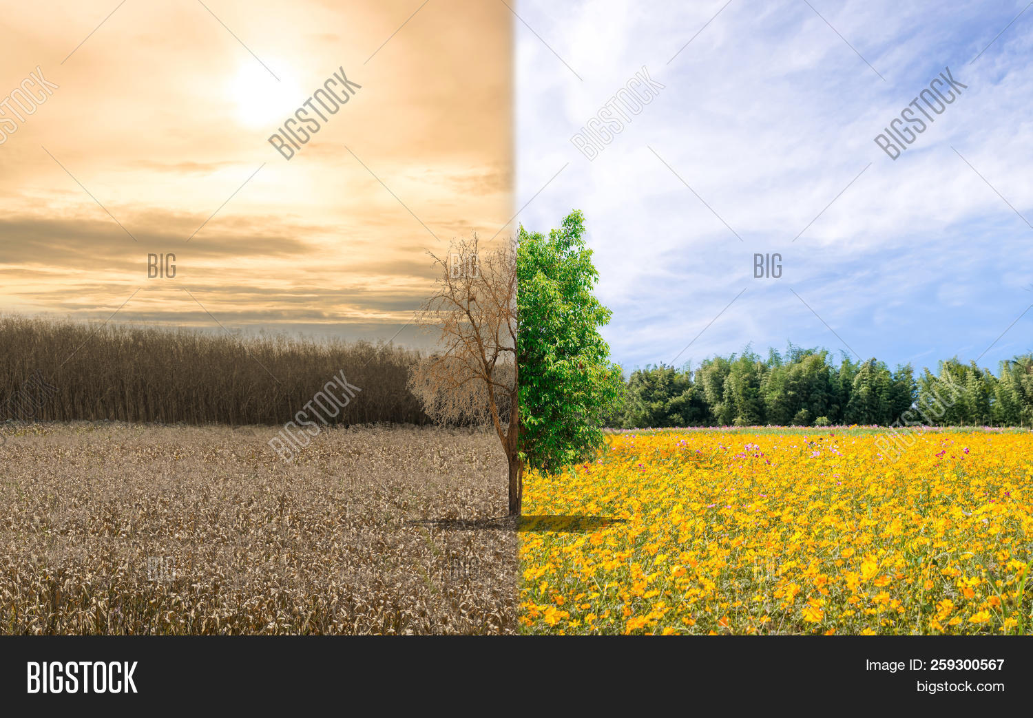 Environment Change Image & Photo (Free Trial) | Bigstock