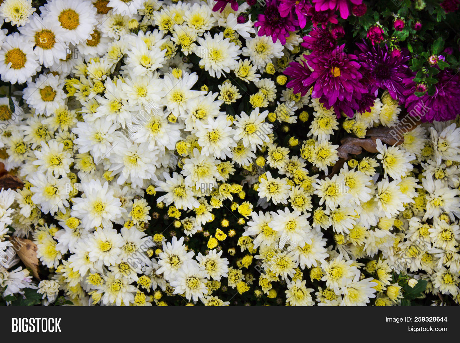 Flower Garden Sunny Image & Photo (Free Trial) | Bigstock