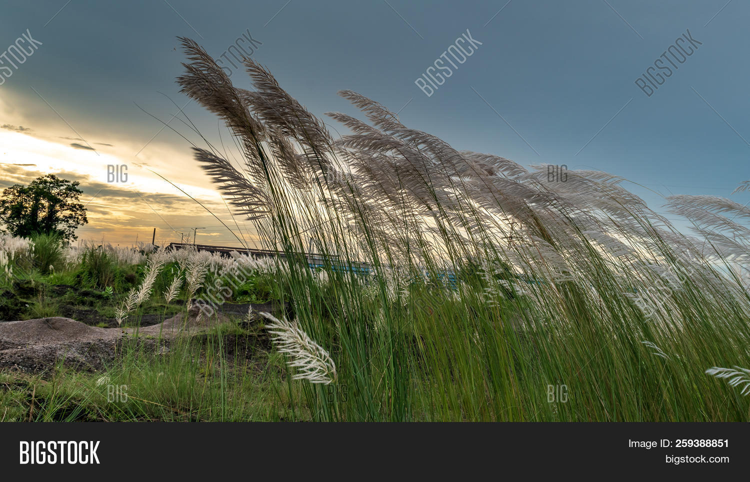 Kans Grass/ Kash Phool Image & Photo (Free Trial) | Bigstock