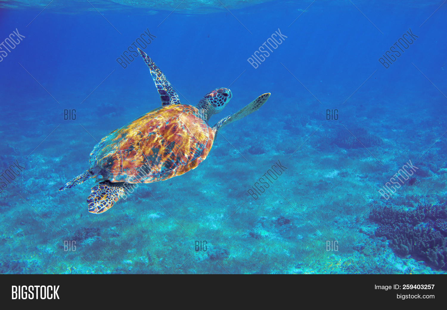 Sea Turtle Orange Image & Photo (Free Trial) | Bigstock