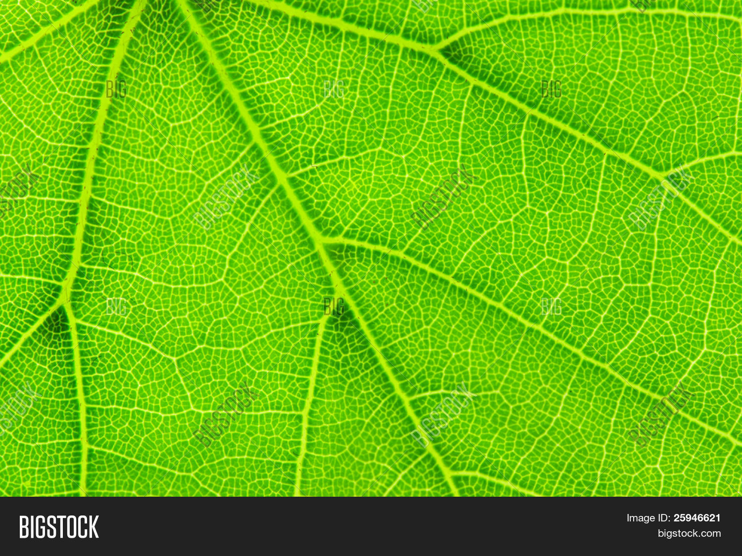 Macro Leaf - Structure Image & Photo (Free Trial) | Bigstock