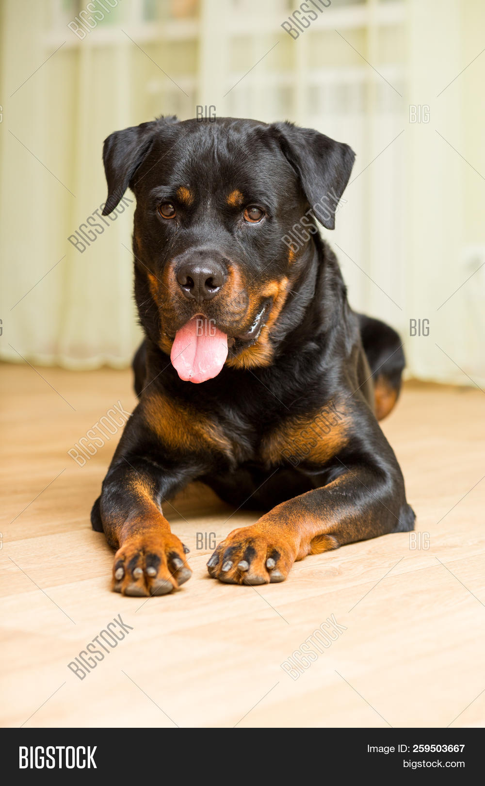 Rottweiler Breed Dog Image & Photo (Free Trial) | Bigstock
