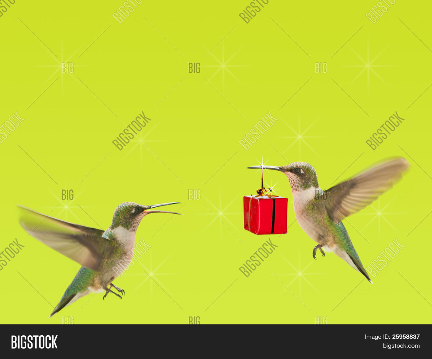 Hummingbird Carrying Image & Photo (Free Trial) | Bigstock