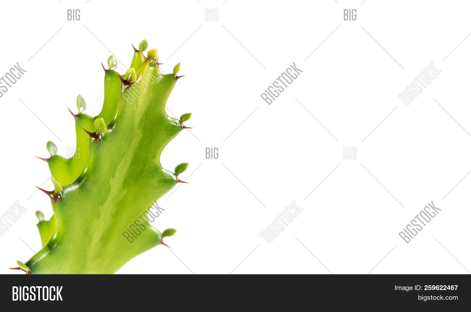 Freshness Bud Dragon Image & Photo (Free Trial) | Bigstock