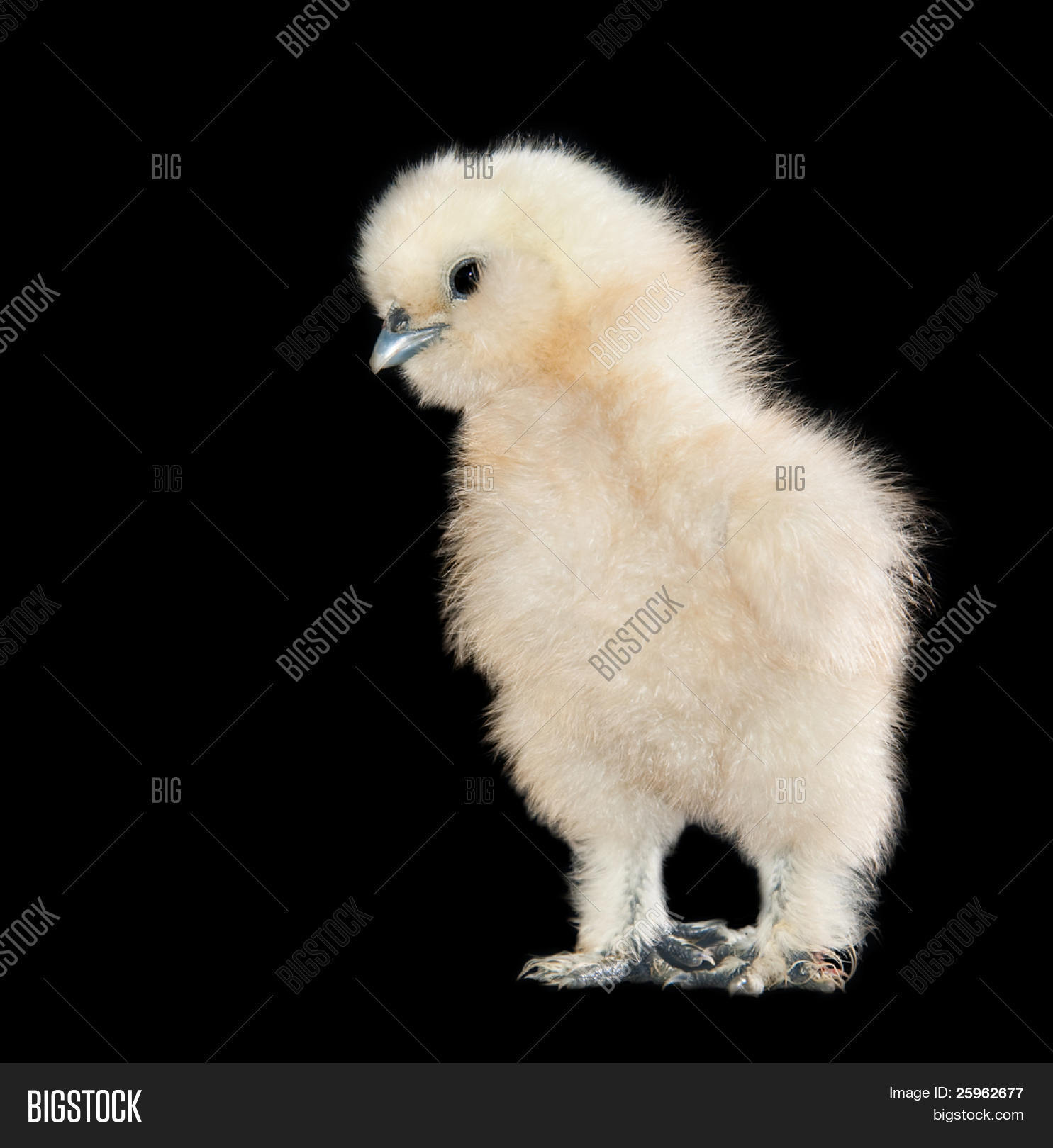 Adorable Fluffy Teddy Image & Photo (Free Trial) | Bigstock