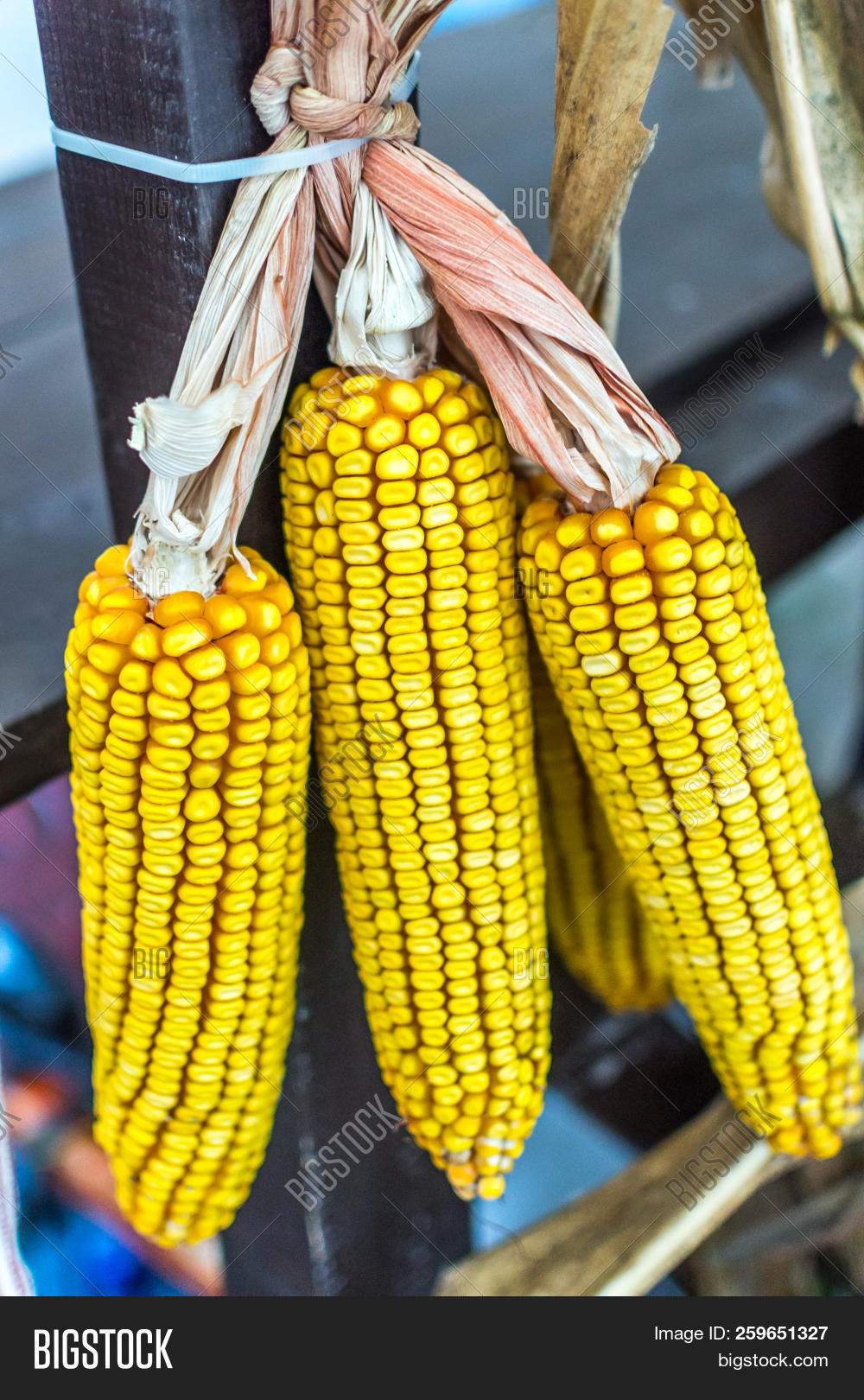 Traditional Bio Corn Image & Photo (Free Trial) | Bigstock