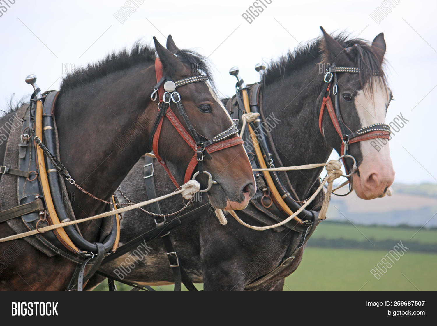 Shire Horses Harness Image & Photo (Free Trial) | Bigstock