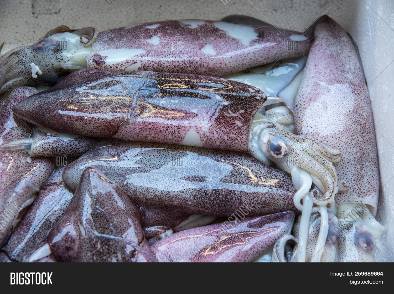 Octopus Market Sea Image & Photo (Free Trial) | Bigstock