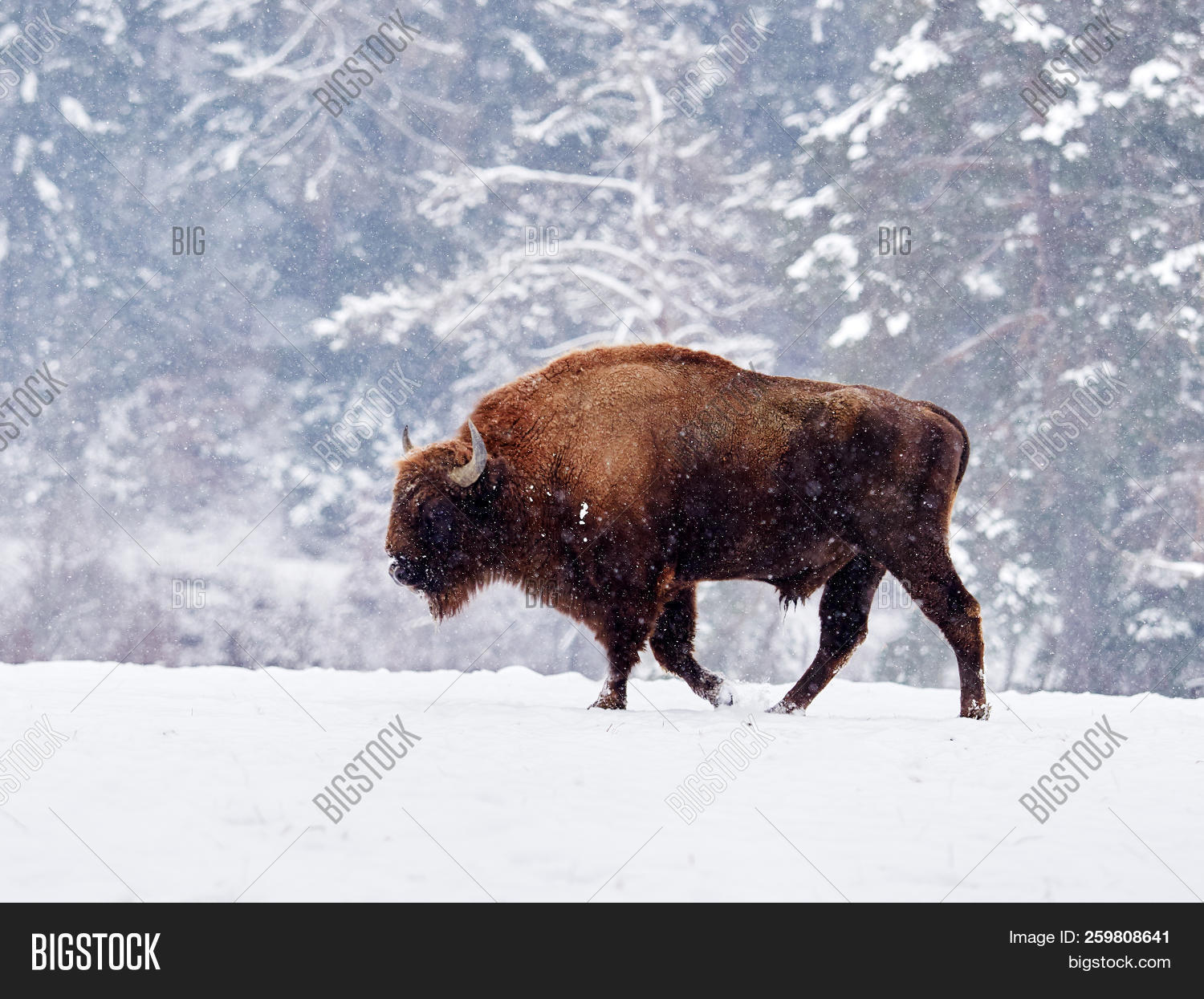 European Bison (Bison Image & Photo (Free Trial) | Bigstock