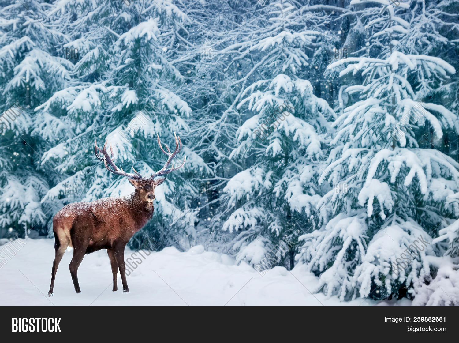 Beautiful Deer Male Image & Photo (Free Trial) | Bigstock