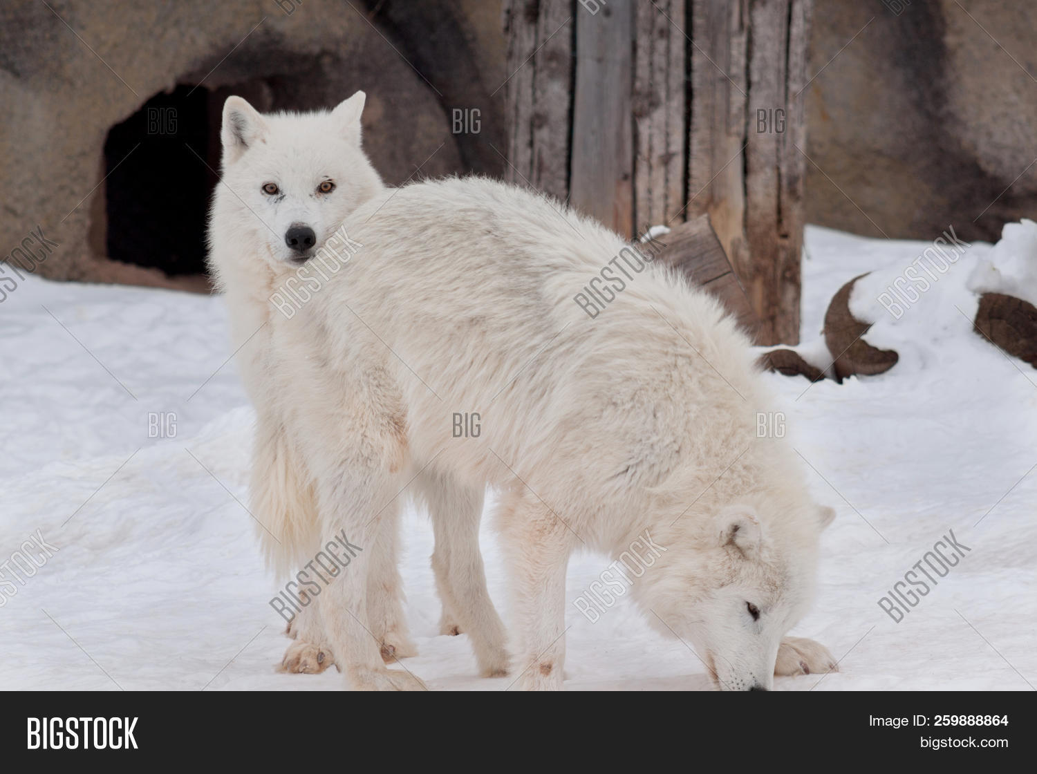 Two Wild Alaskan Image & Photo (Free Trial) | Bigstock