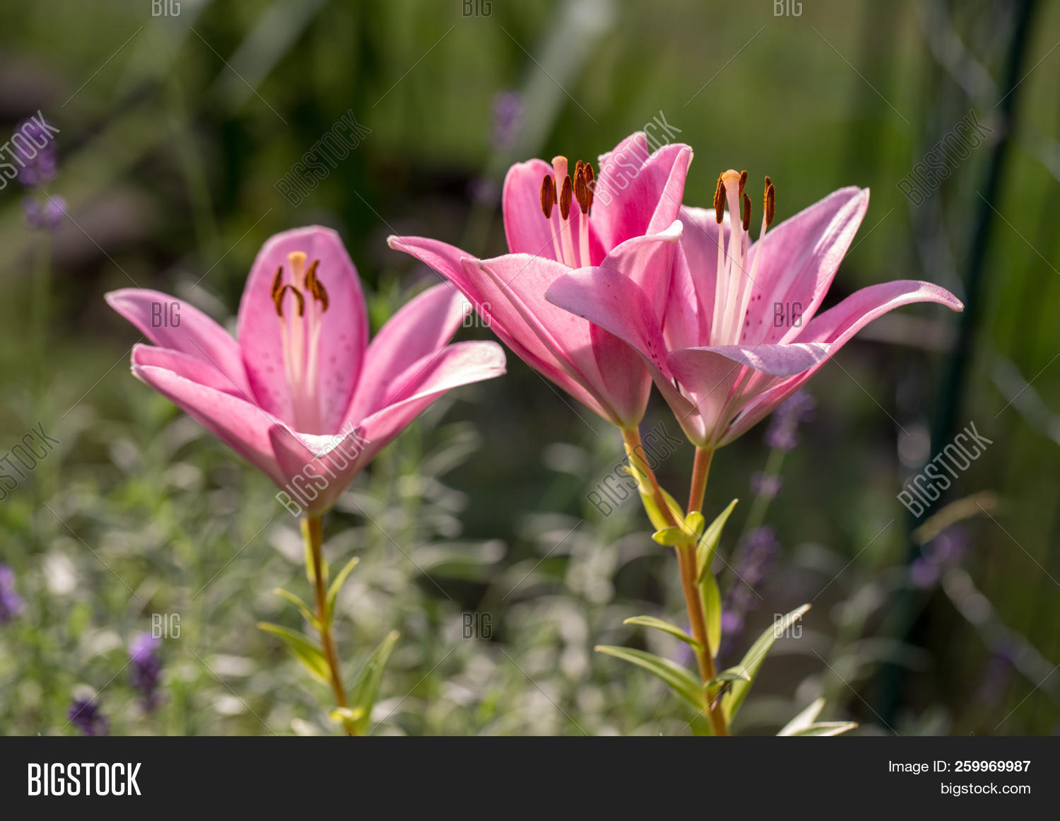 Close- Pink Liles Image & Photo (Free Trial) | Bigstock