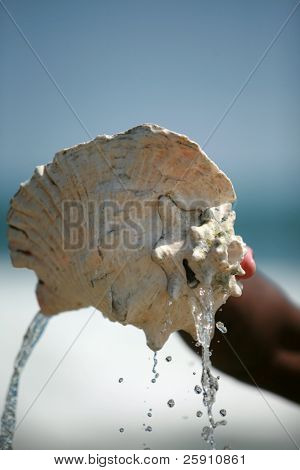 Person Picks Conch Image & Photo (Free Trial) | Bigstock