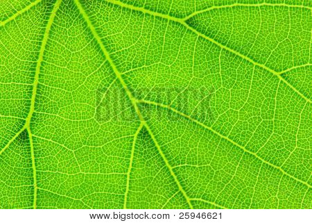 Macro Leaf - Structure Image & Photo (Free Trial) | Bigstock