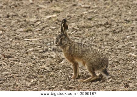 Hare Image & Photo (Free Trial) | Bigstock