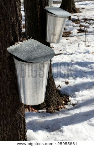 Metal Maple Sap Image & Photo (Free Trial) | Bigstock