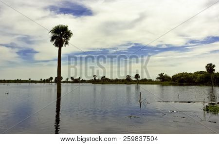 Cuban Swamp - Image & Photo (Free Trial) | Bigstock