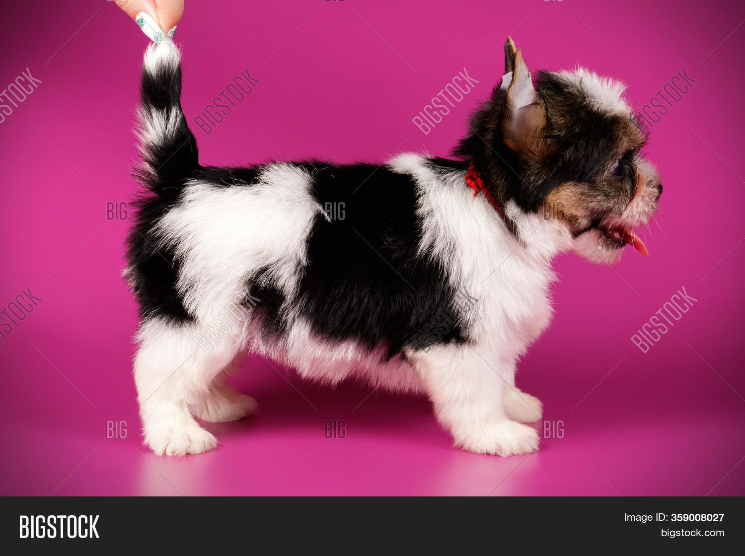 Biewer Yorkshire Image & Photo (Free Trial) | Bigstock