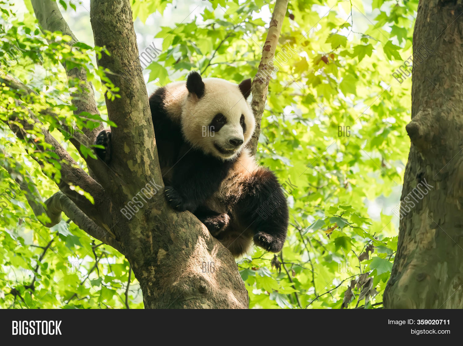 Giant Panda Over Tree Image & Photo (Free Trial) | Bigstock