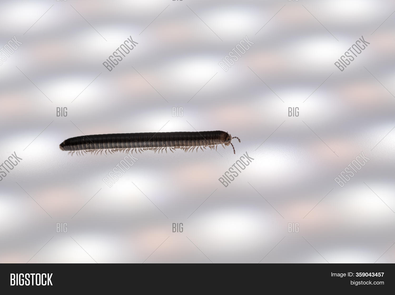 Small Millipedes Image & Photo (Free Trial) | Bigstock