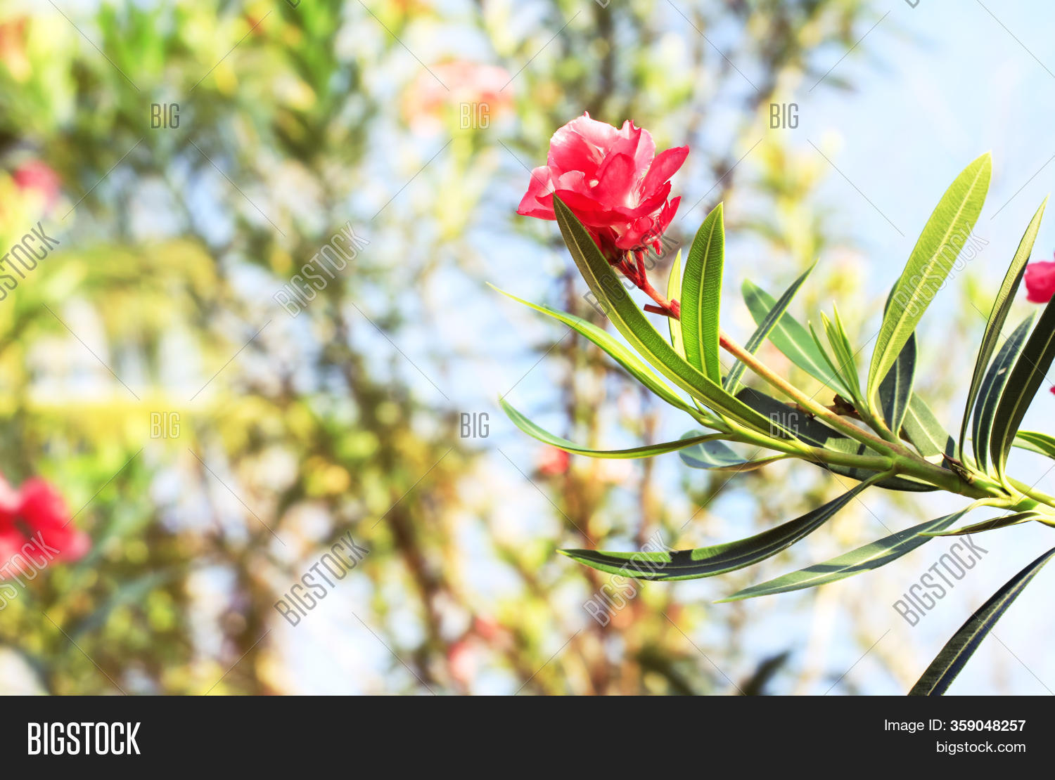 Flowering Nerium Image & Photo (Free Trial) | Bigstock