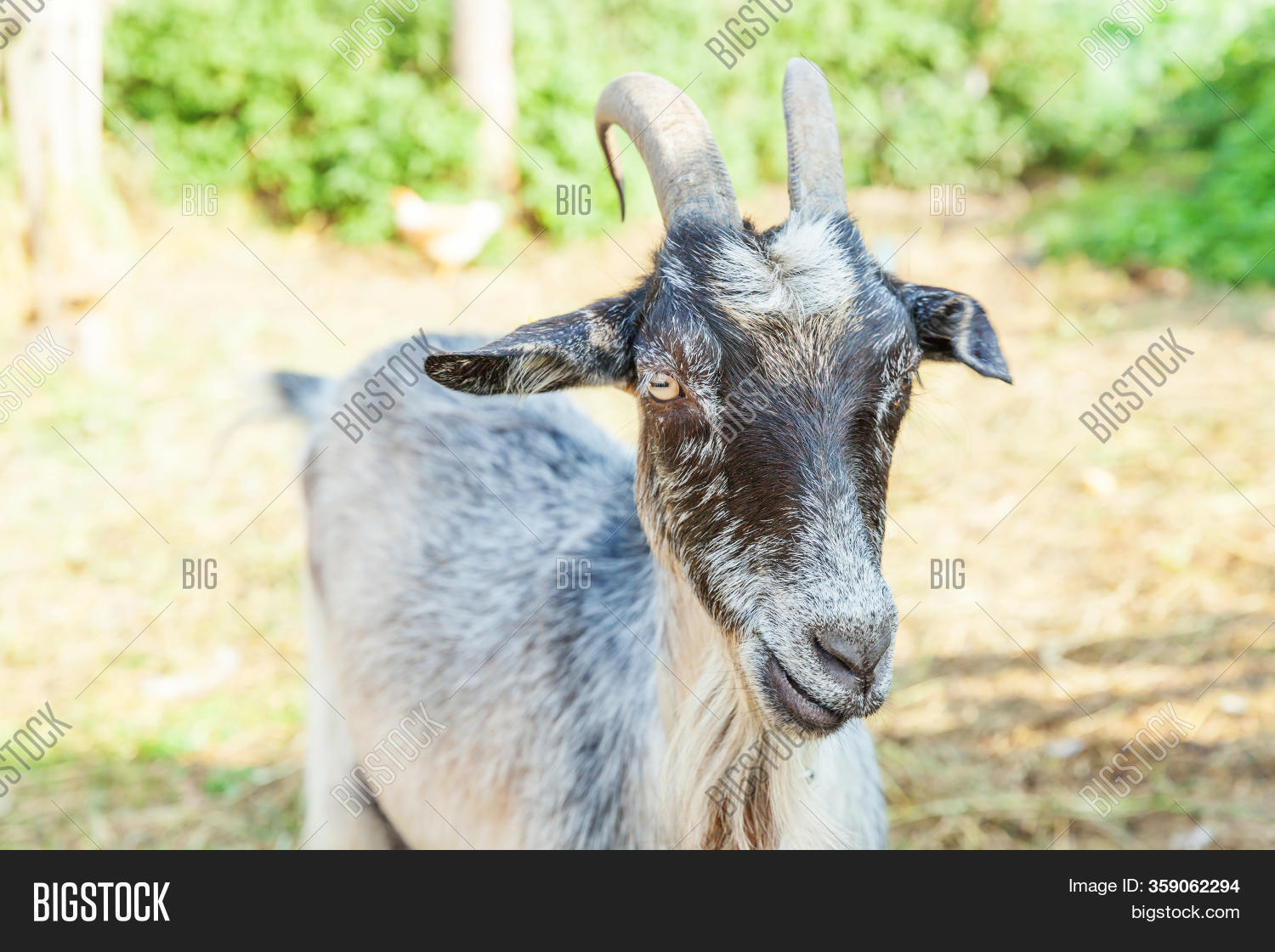 Cute Goat Relaxing Image & Photo (Free Trial) | Bigstock
